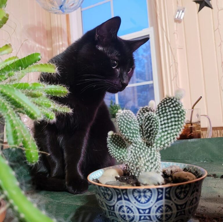 Outerbridge Magic Homepage - Outerbridge Magic